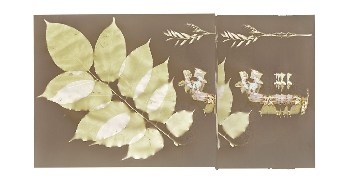 Kate Robertson - Noorderlicht