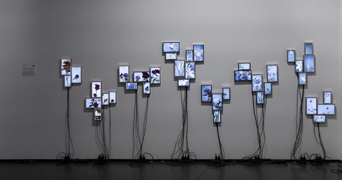 The Secret Life of Flowers - Noorderlicht